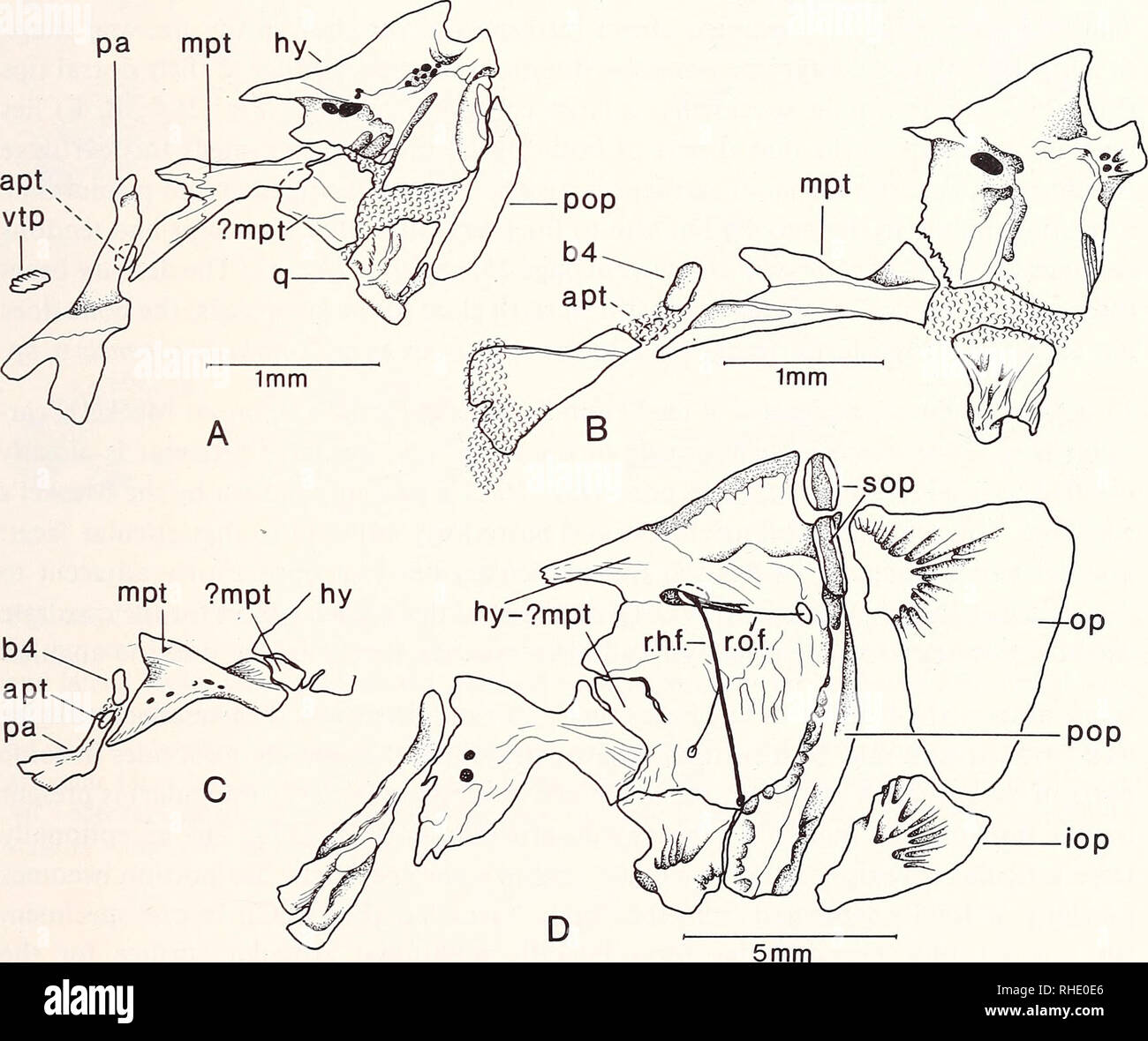 . Bonner zoologische Monographien. Zoology. 53 are those of the two ...