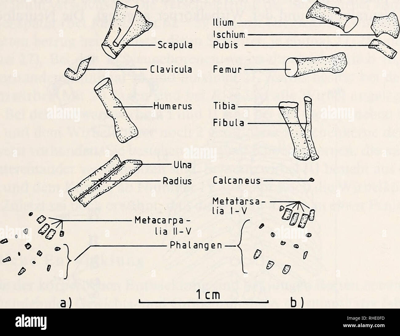 Geburt vorhanden hi-res stock photography and images - Alamy