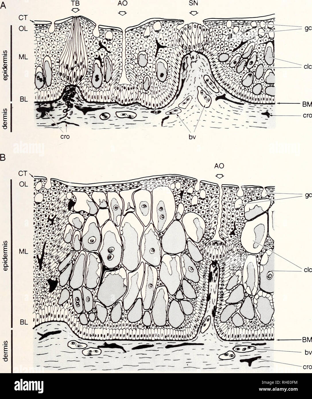 Maxillary barbel hi-res stock photography and images - Alamy