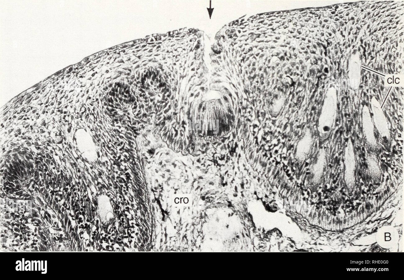 Maxillary barbel hi-res stock photography and images - Alamy