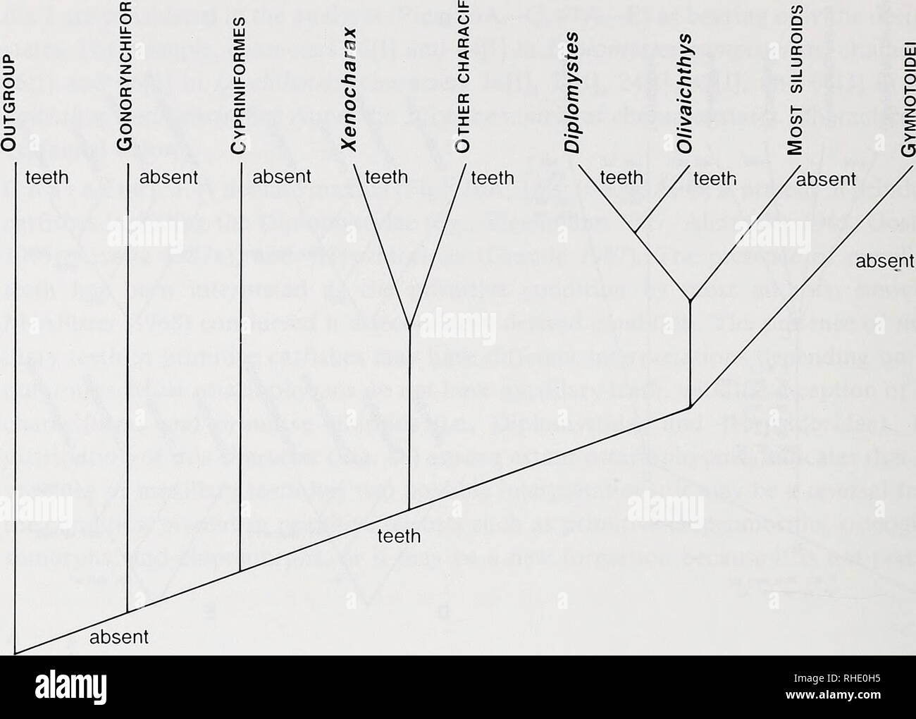 . Bonner zoologische Monographien. Zoology. 110. teeth Fig.48 ...