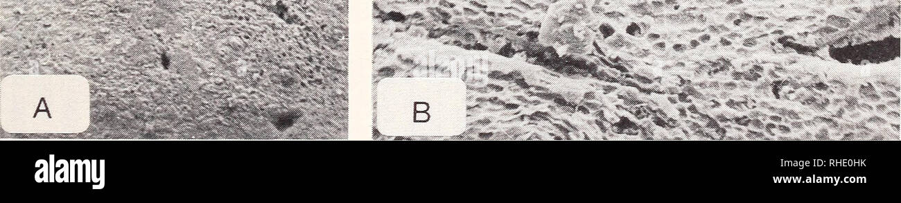 Maxillary barbel hi-res stock photography and images - Alamy