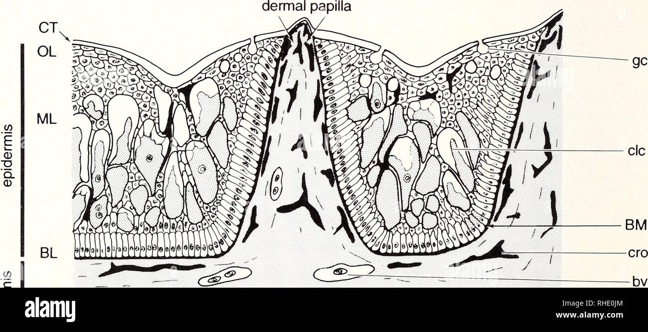 Skin layer sem hi-res stock photography and images - Alamy