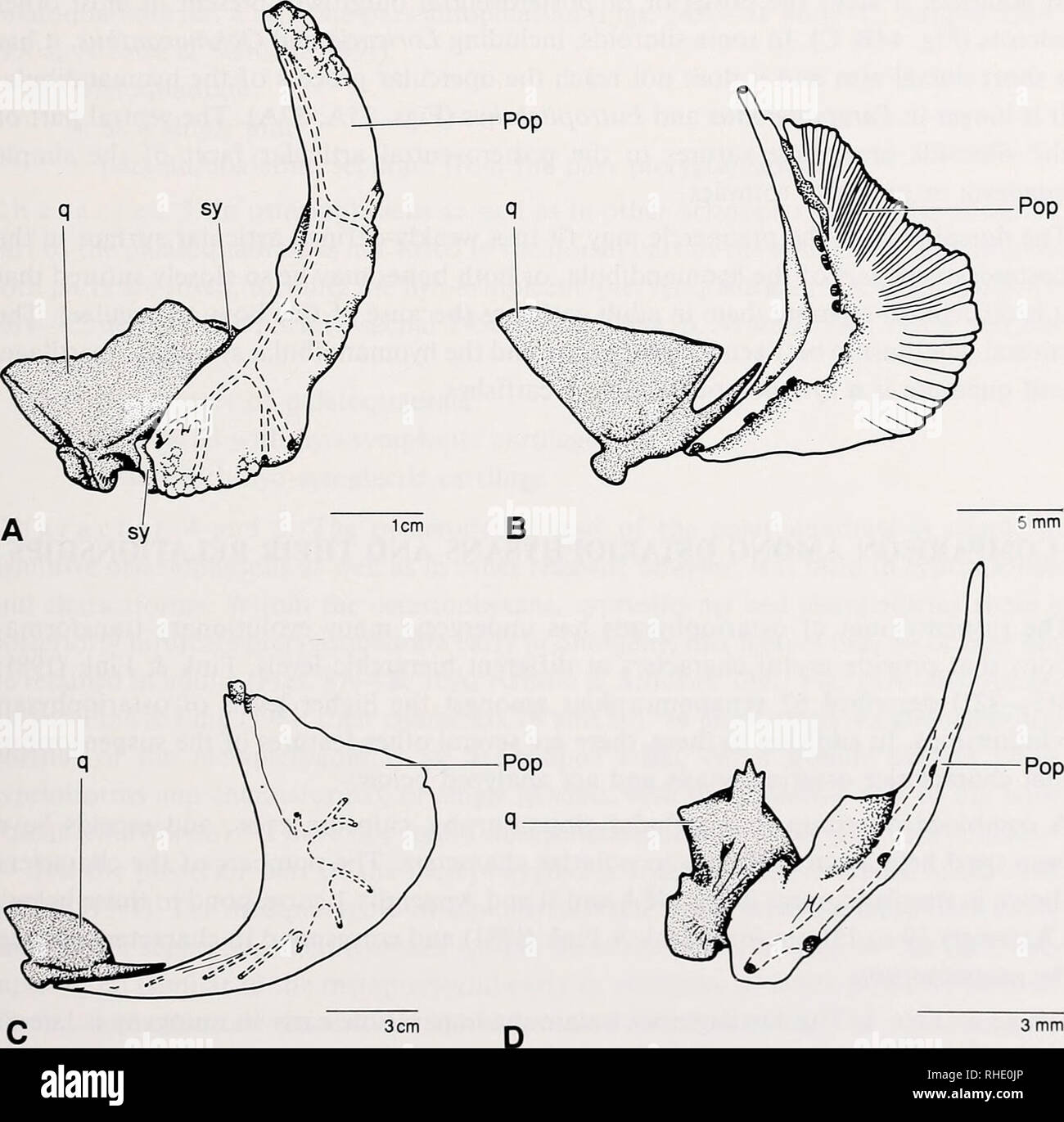 Opercle High Resolution Stock Photography and Images - Alamy