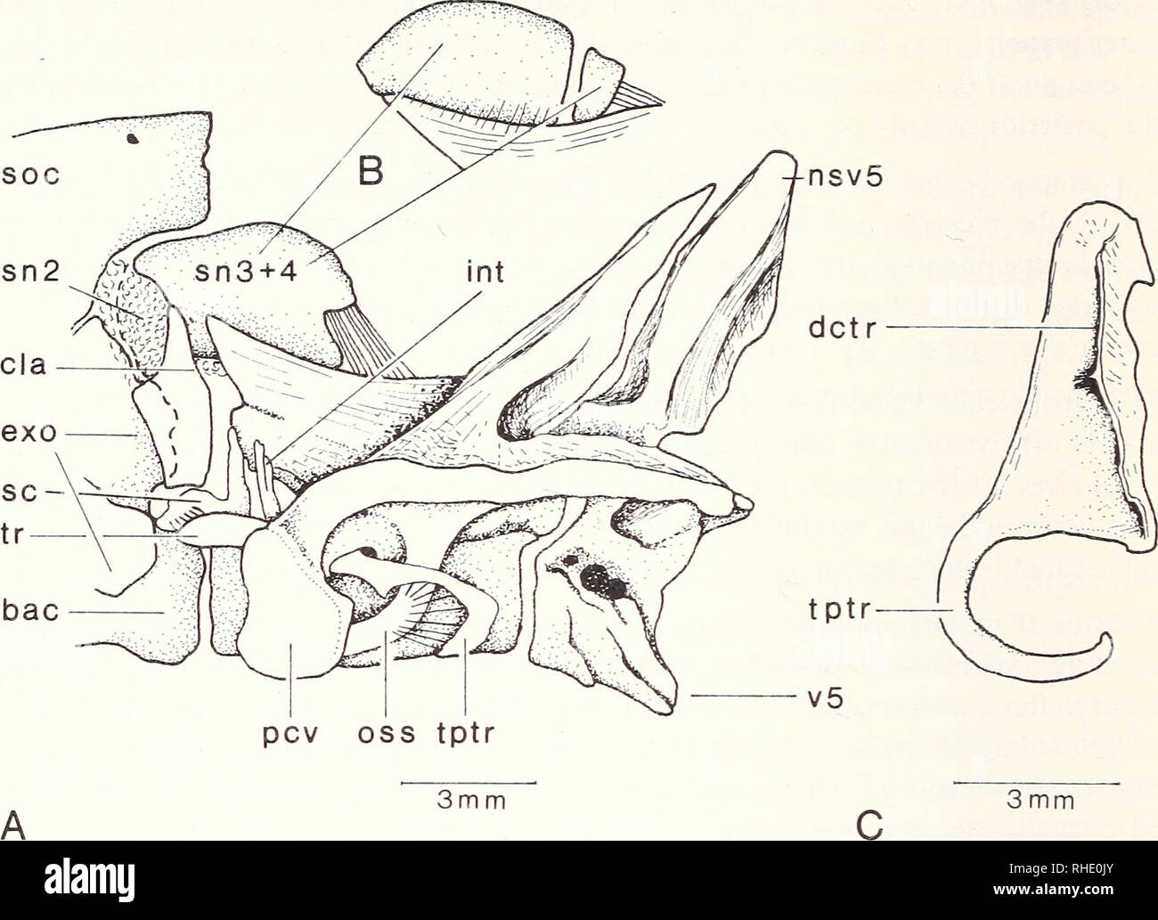. Bonner zoologische Monographien. Zoology. 30. Fig. 9: Diplomystes ...