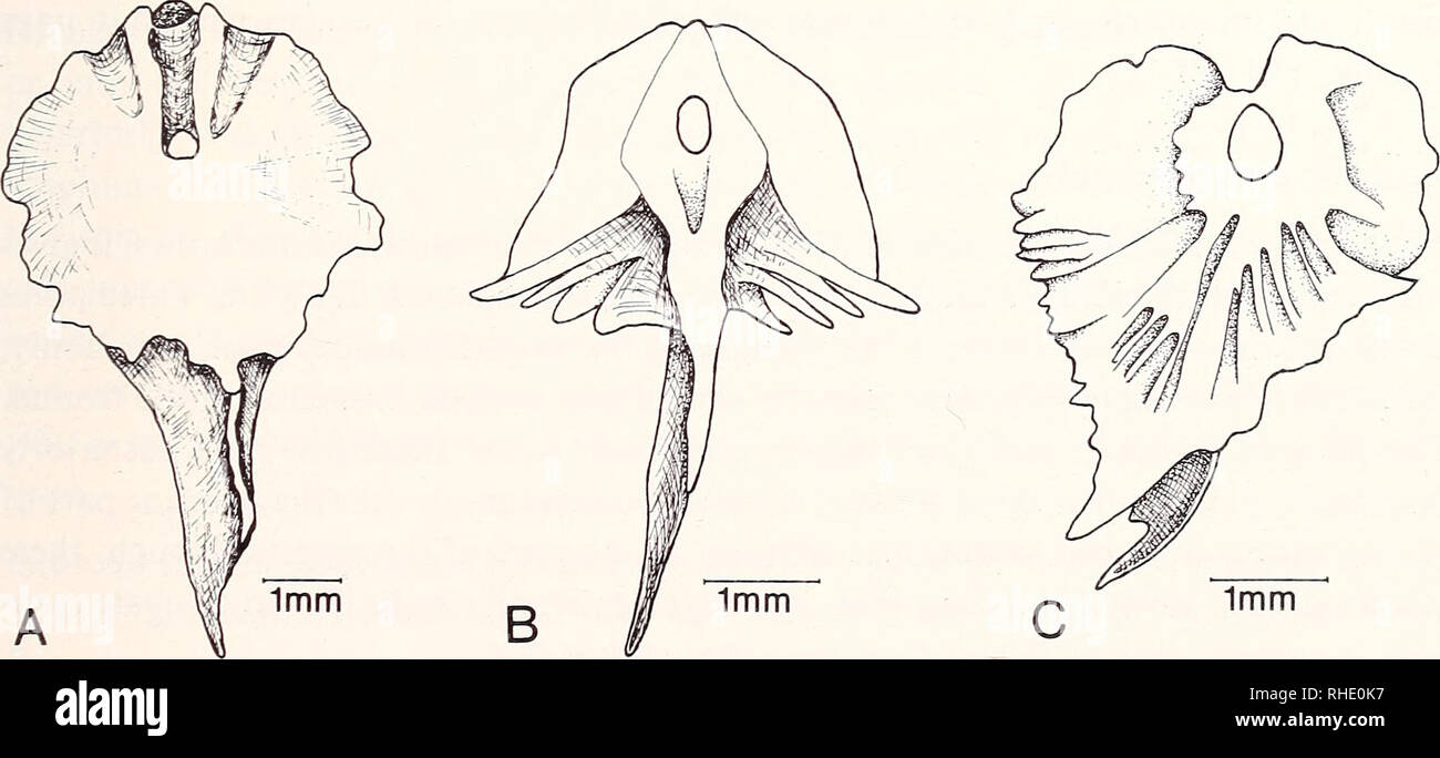 . Bonner zoologische Monographien. Zoology. 27 The postarticular ...
