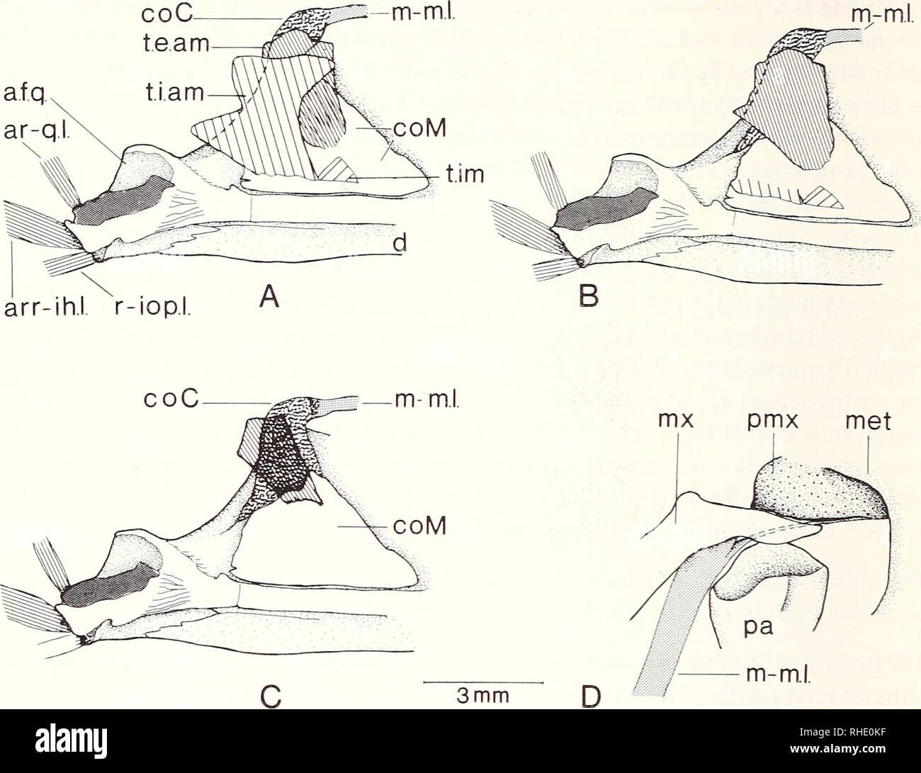 . Bonner zoologische Monographien. Zoology. 26. Fig. 7: Lower jaw ...