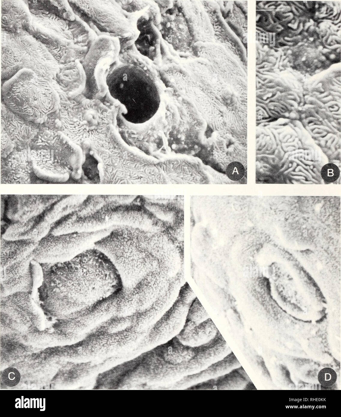 . Bonner zoologische Monographien. Zoology. 52. Fig.26: SEM of the skin ...