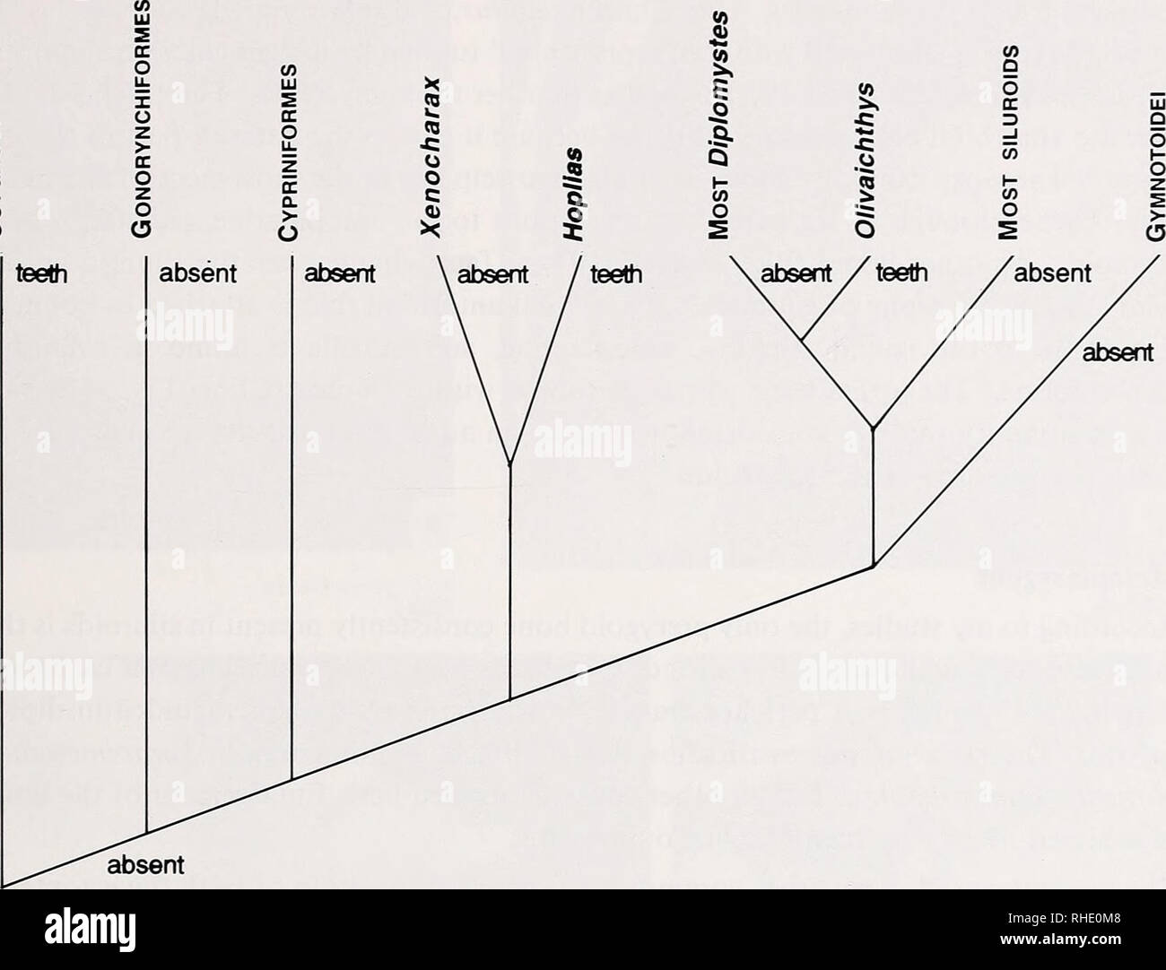 Toothplate hi-res stock photography and images - Alamy