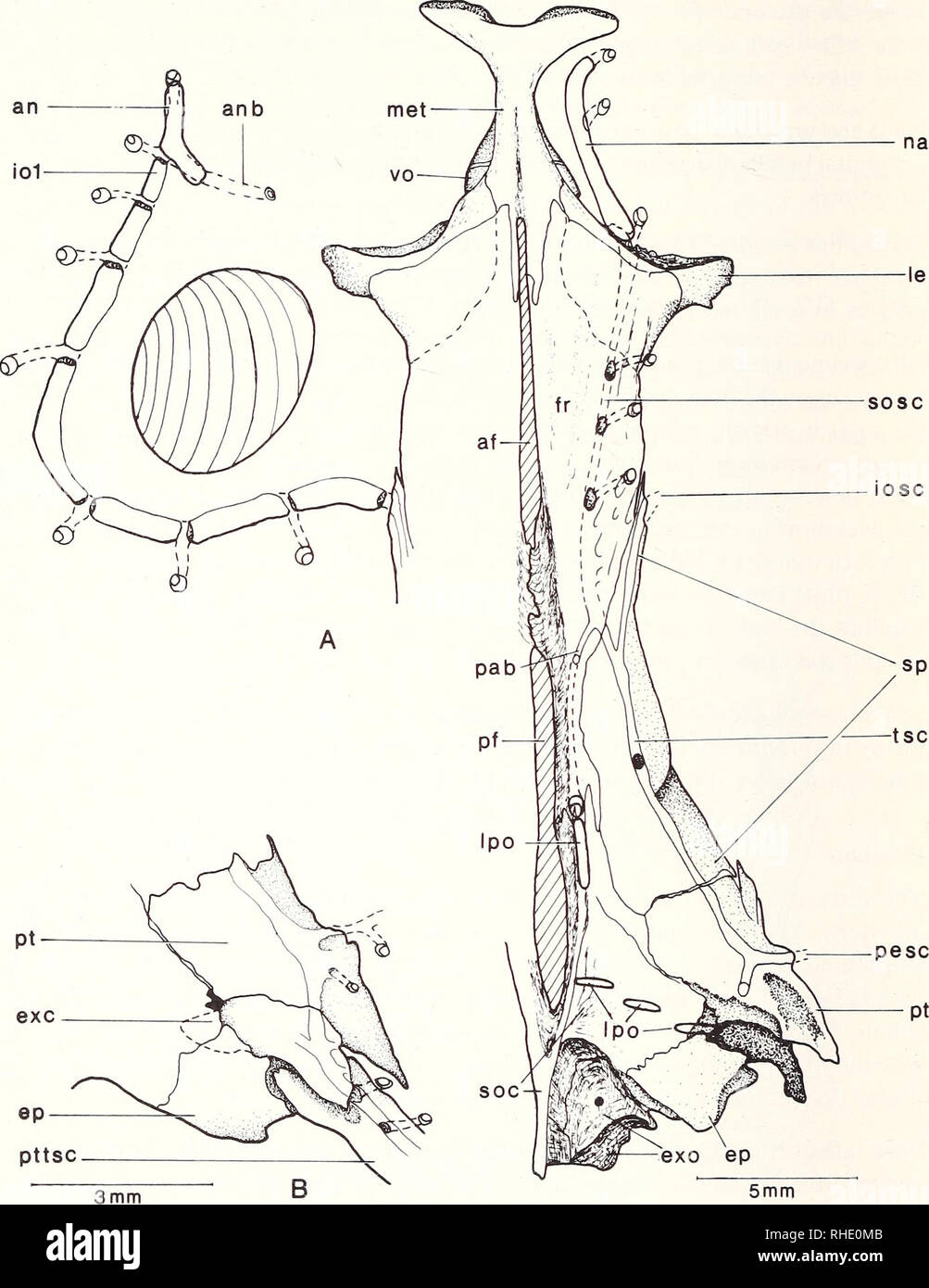 . Bonner zoologische Monographien. Zoology. 20. Fig. 4: Diplomystes ...