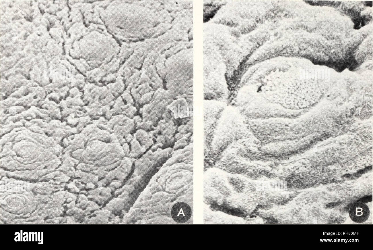 . Bonner zoologische Monographien. Zoology. 50. Fig.24: SEM of the skin ...