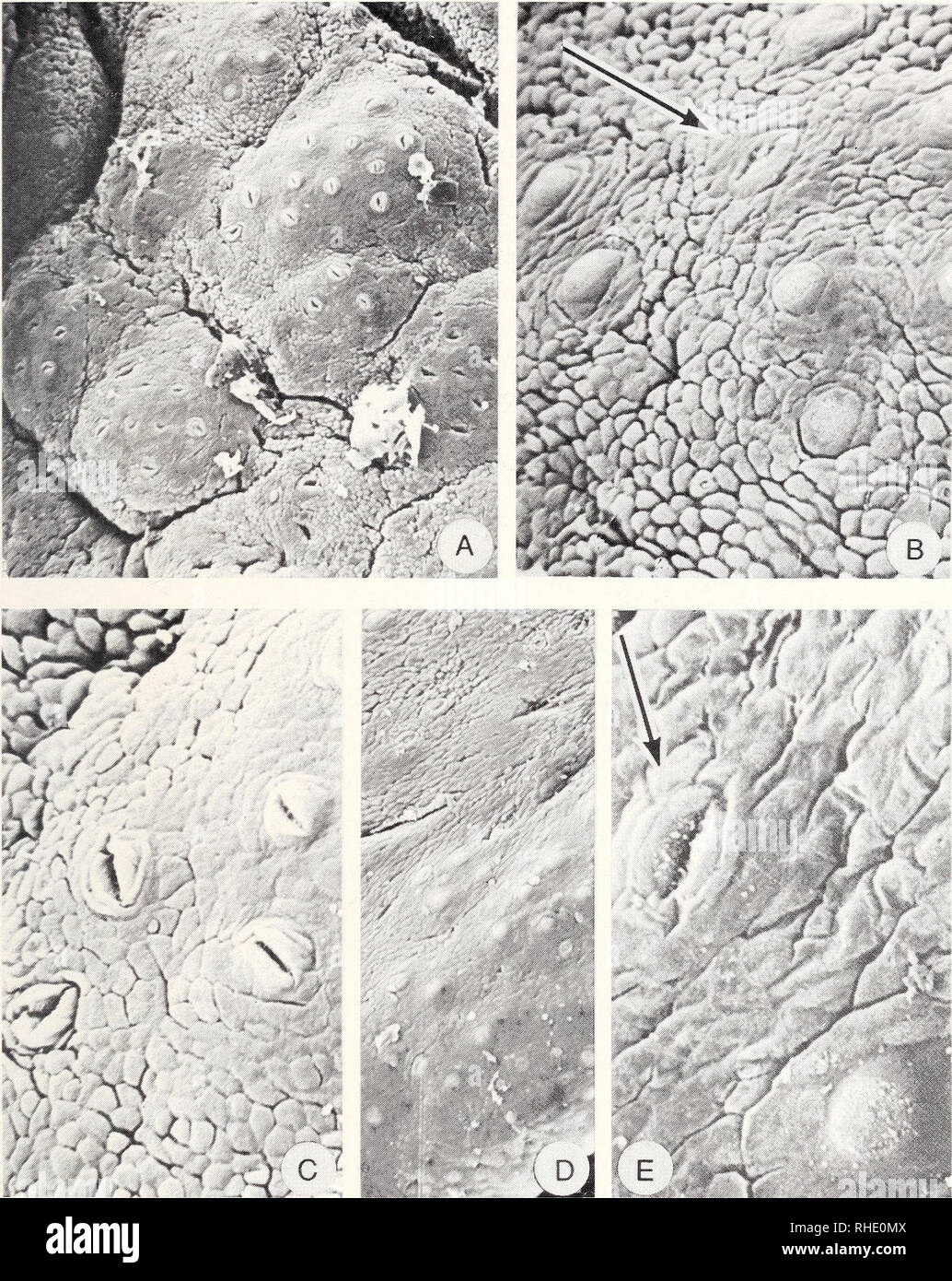 Maxillary barbel hi-res stock photography and images - Alamy