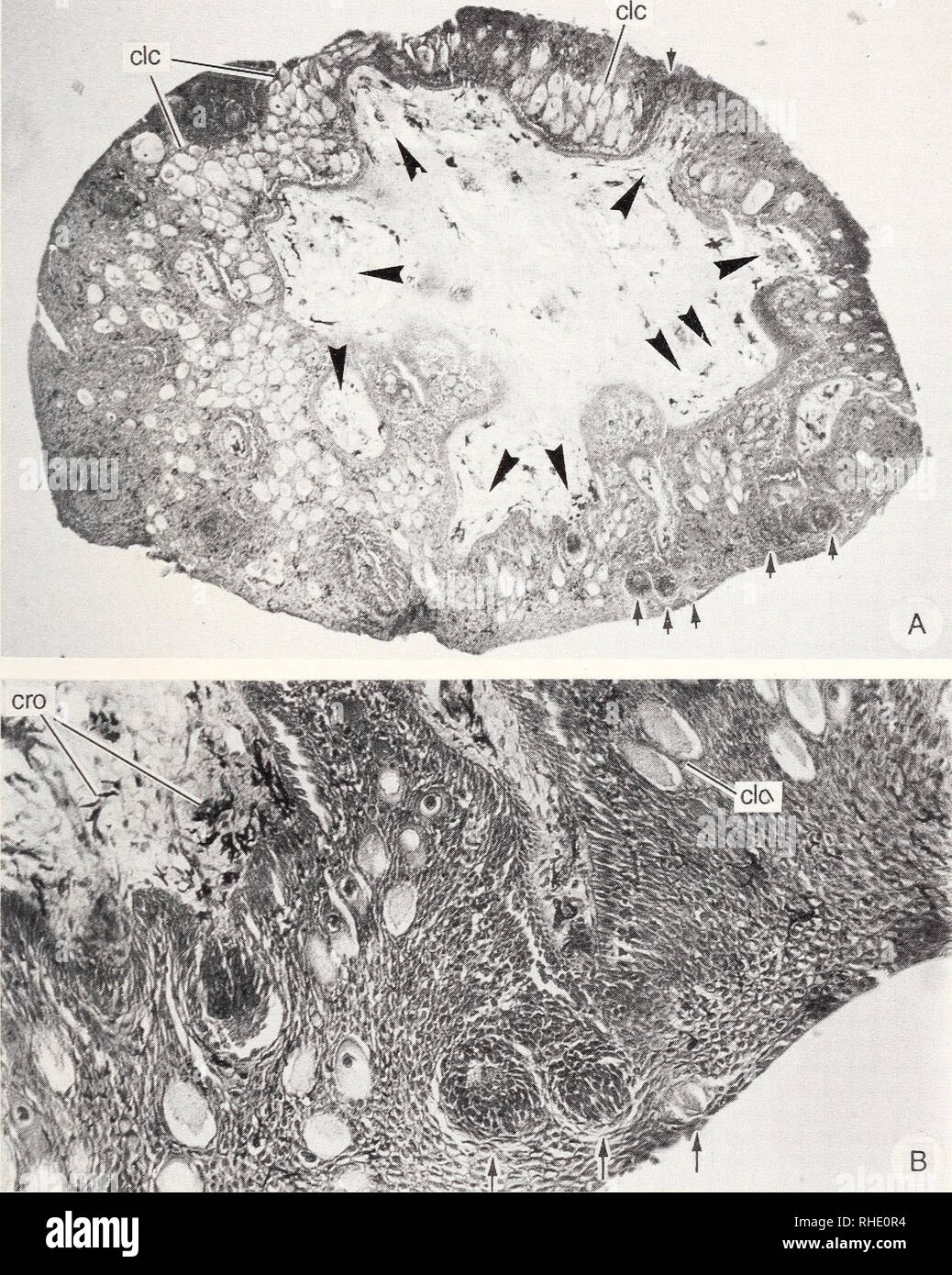 Maxillary barbel hi-res stock photography and images - Alamy