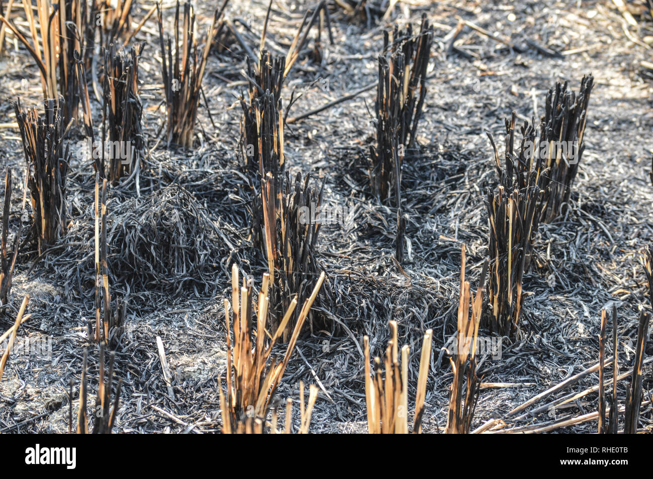 Crop burn hi-res stock photography and images - Alamy