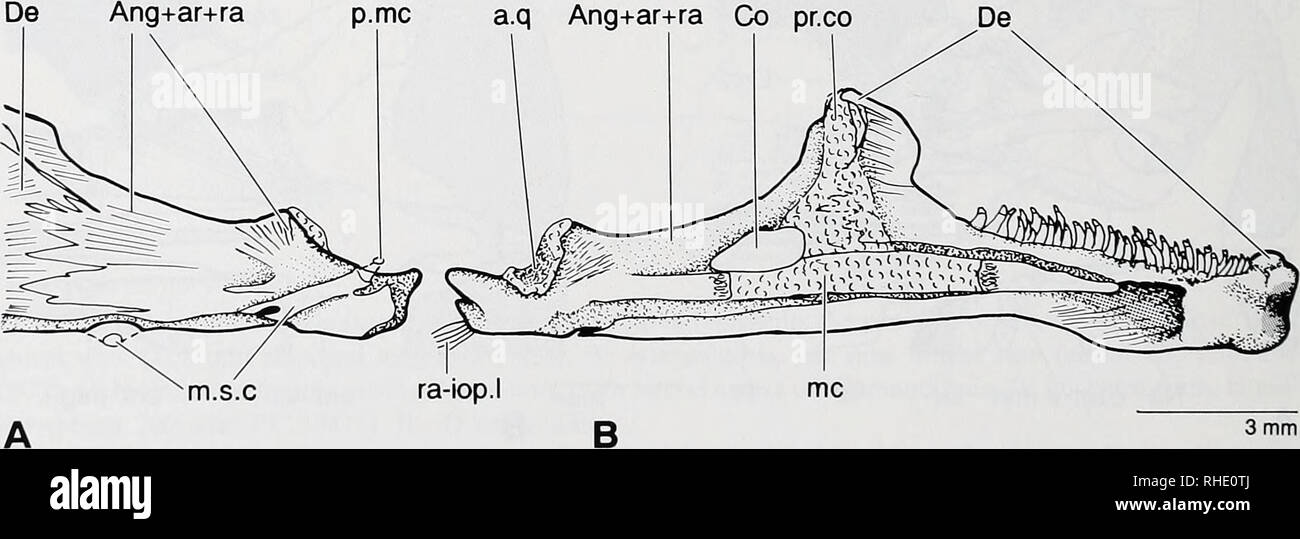 . Bonner zoologische Monographien. Zoology. 56 anteriorly, the ...