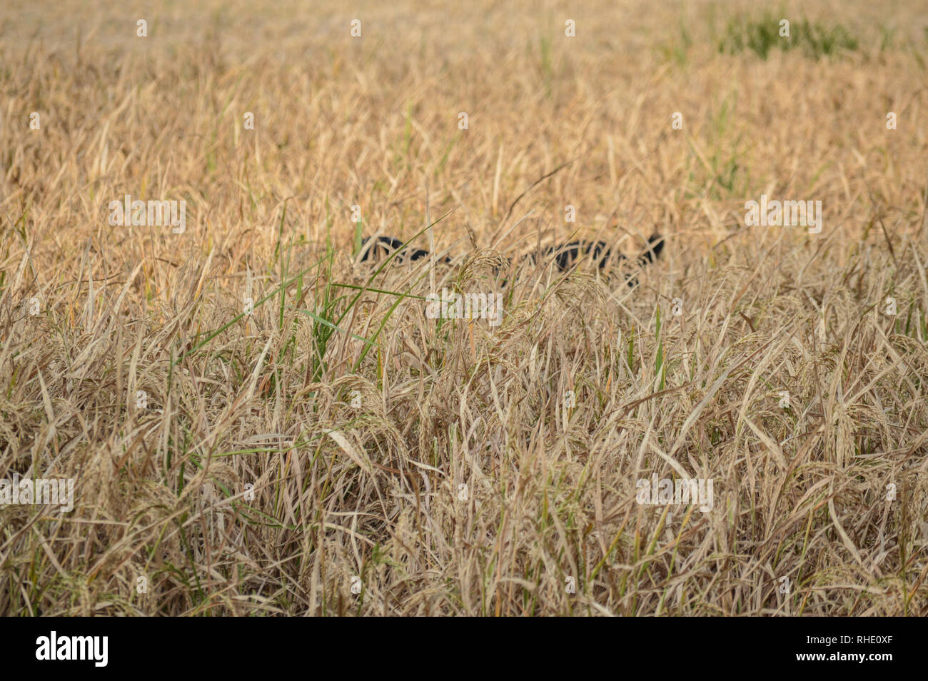 wheat crop field Stock Photo - Alamy