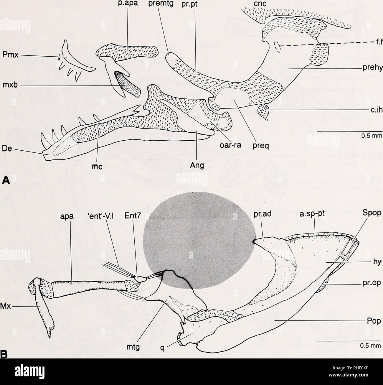 . Bonner zoologische Monographien. Zoology. 51. Fig.25: Suspensorium of ...