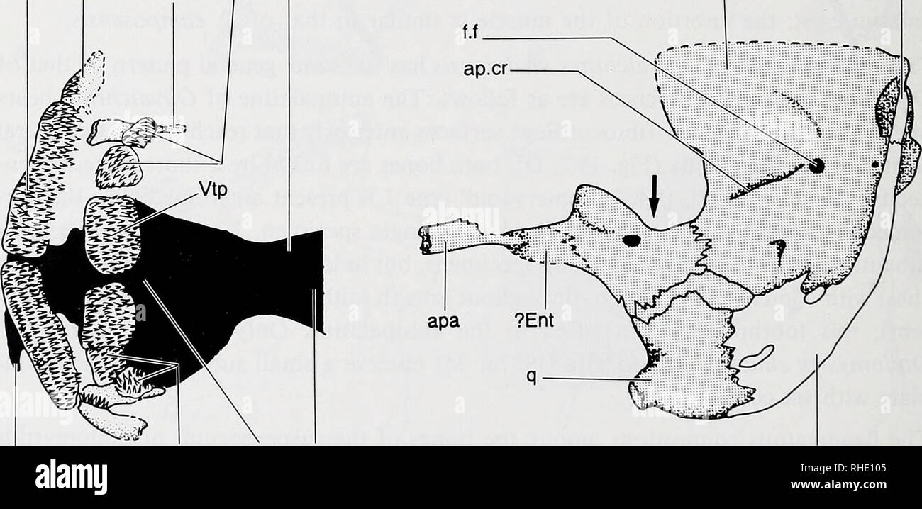 . Bonner zoologische Monographien. Zoology. hy Spop Pmx Mx apa sTp orb ...