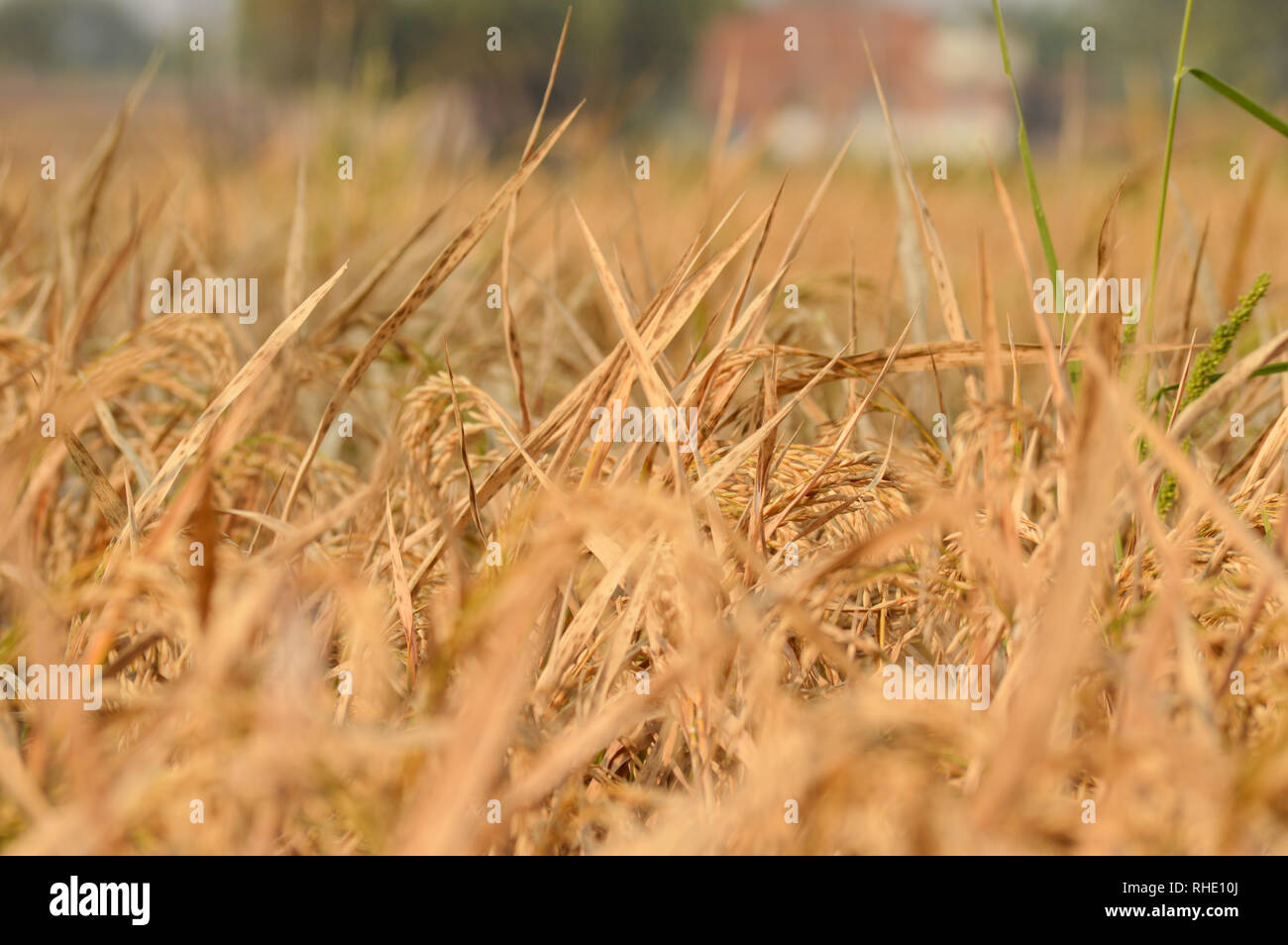 wheat crop field Stock Photo - Alamy