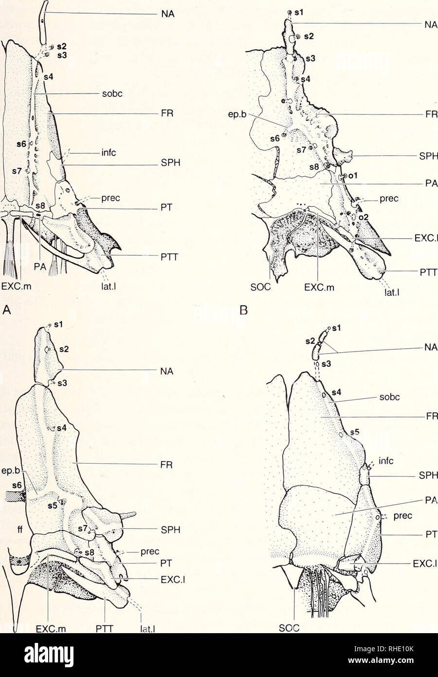 Gymnotiis hi-res stock photography and images - Alamy
