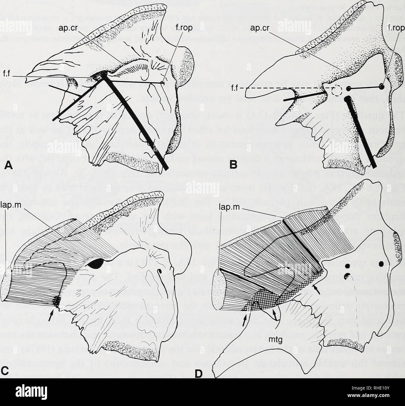 Opercle hi-res stock photography and images - Alamy