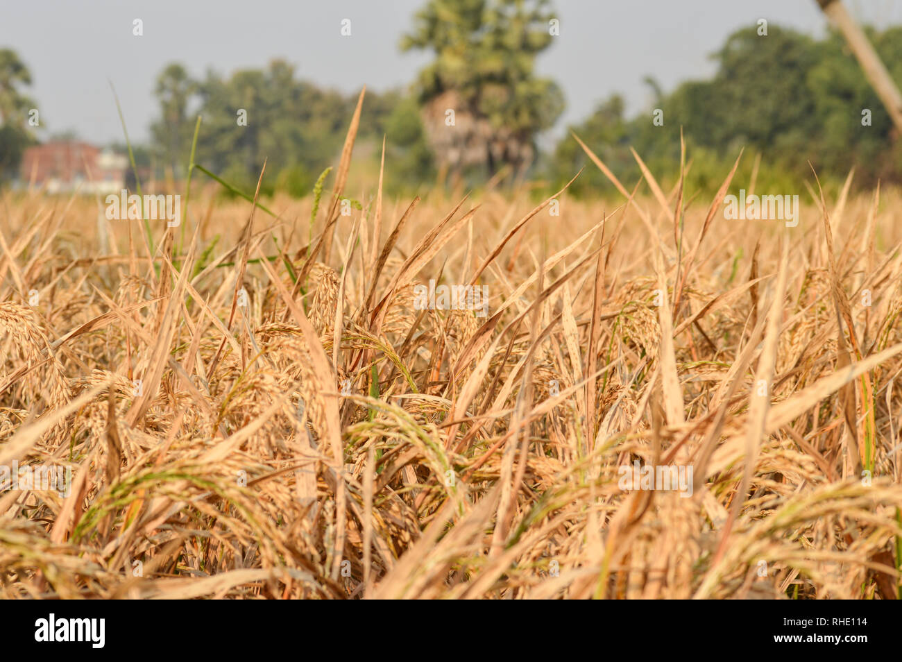 wheat crop field Stock Photo - Alamy