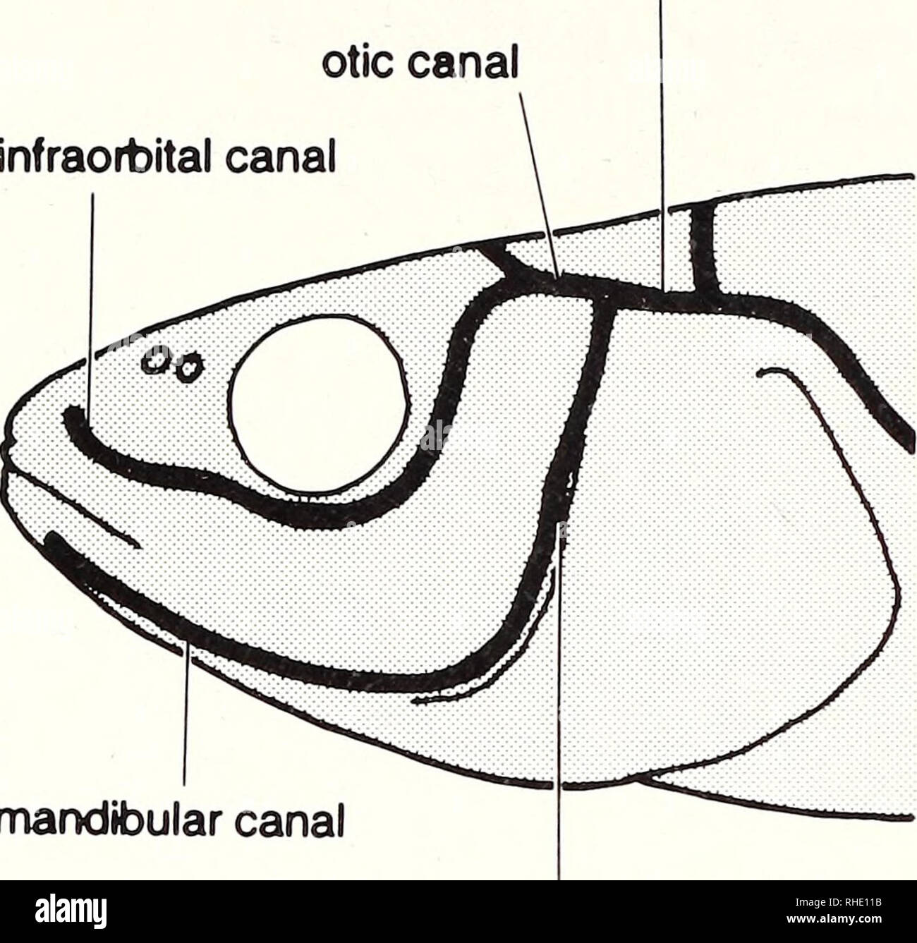 . Bonner zoologische Monographien. Zoology. 12 postotic canal otic ...