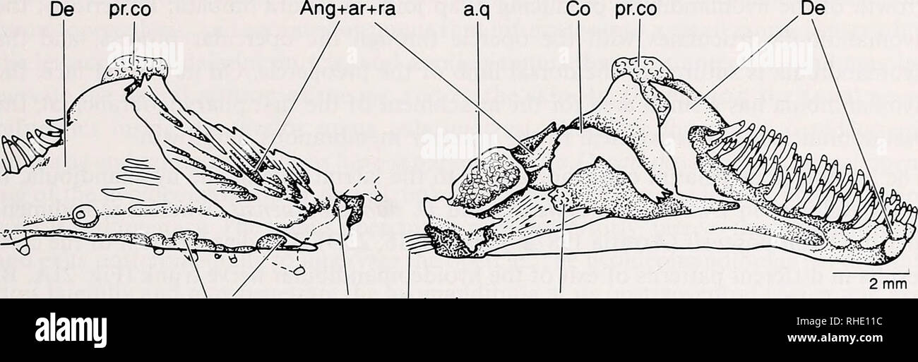 . Bonner zoologische Monographien. Zoology. I 43. m.s.c. p.mc ra-iop.l ...