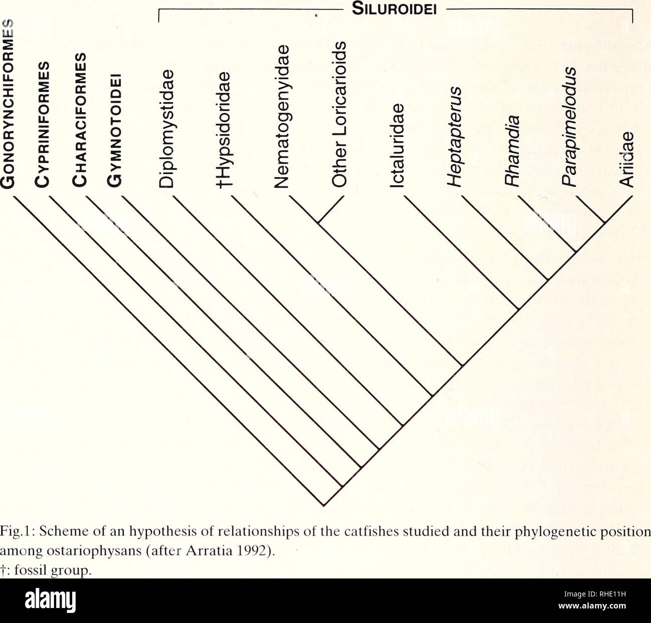 Neuromast hi-res stock photography and images - Alamy