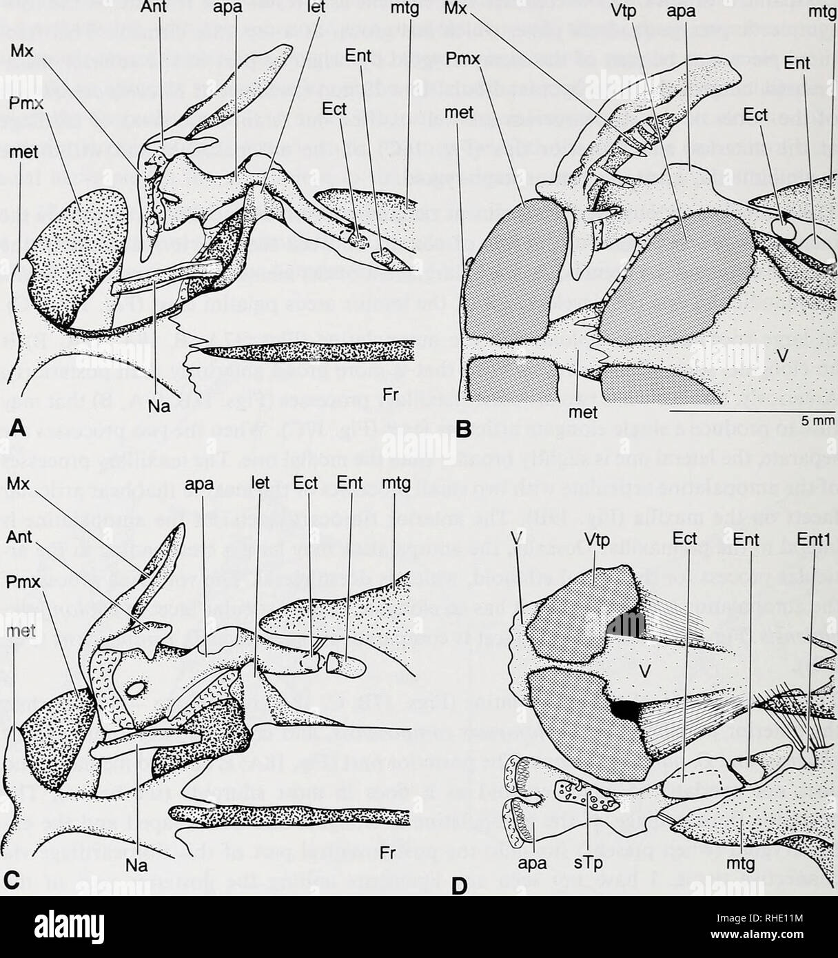 Toothplate hi-res stock photography and images - Alamy