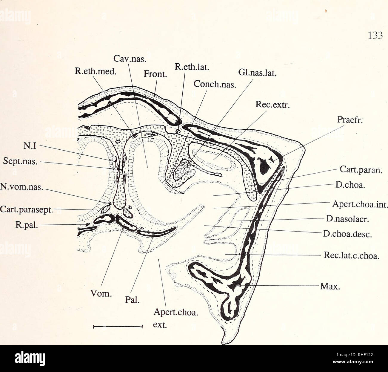 Schnitt kl hi-res stock photography and images - Alamy