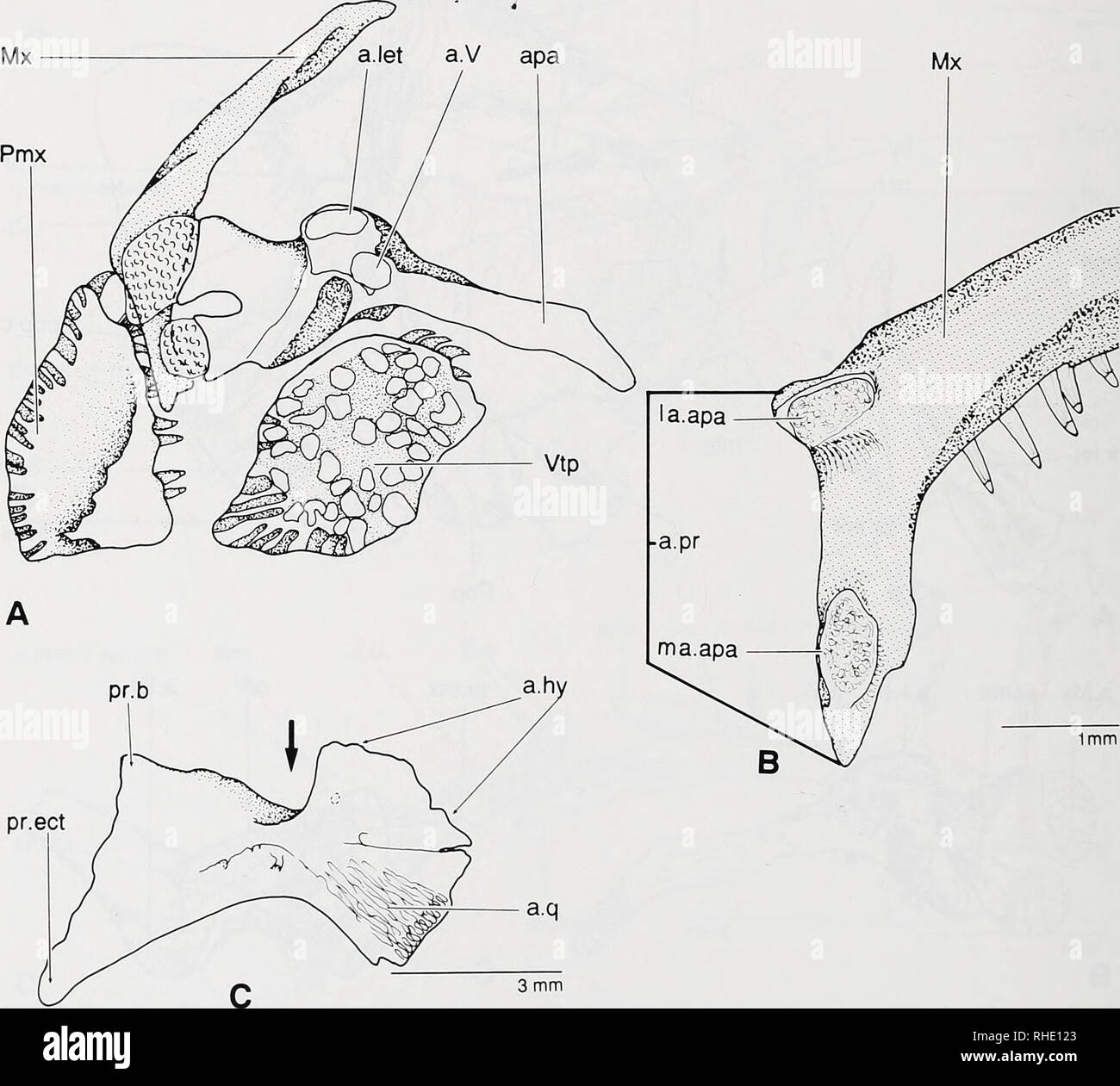 Bone outgrowth hi-res stock photography and images - Alamy