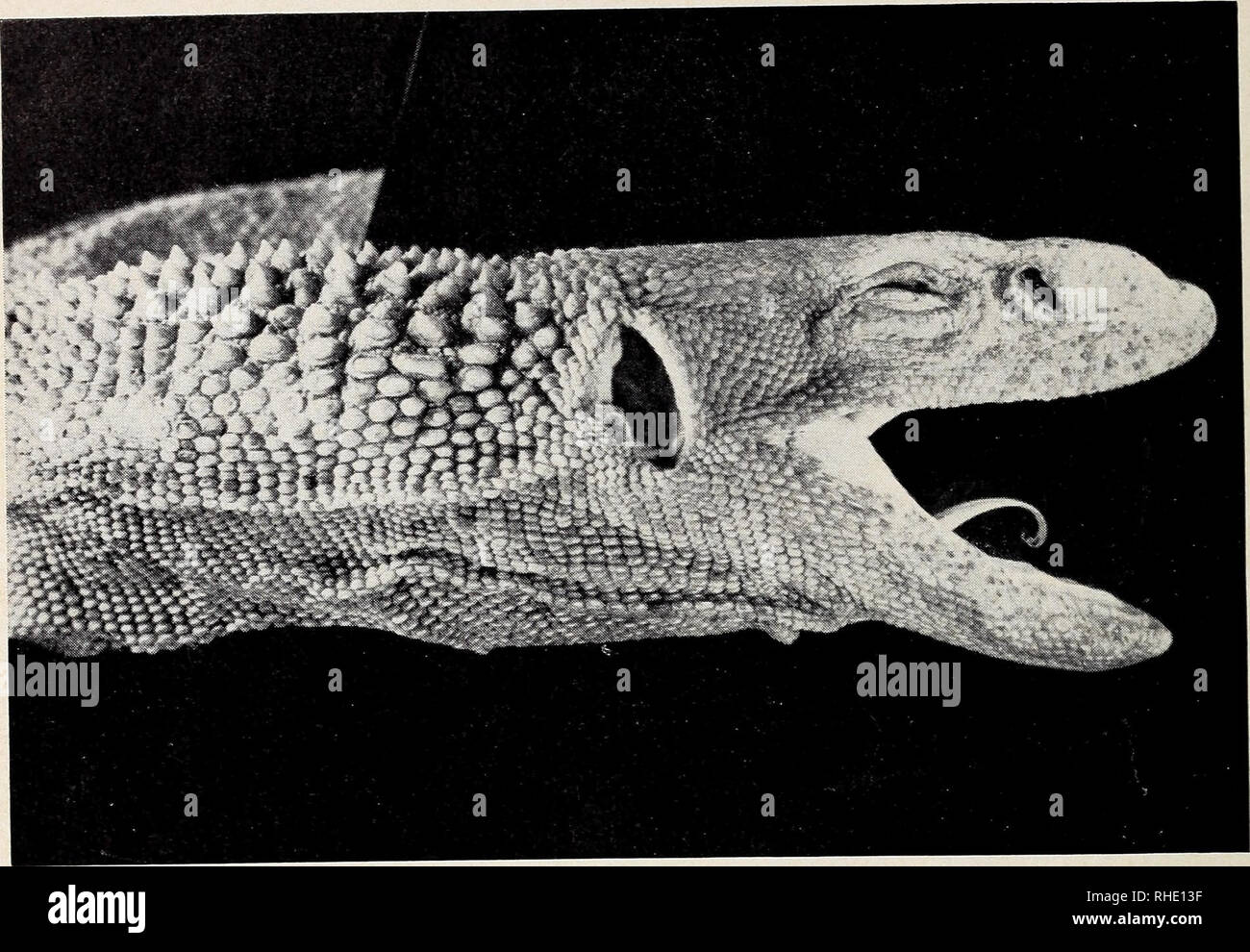 Varanus griseus caspius hi-res stock photography and images - Alamy