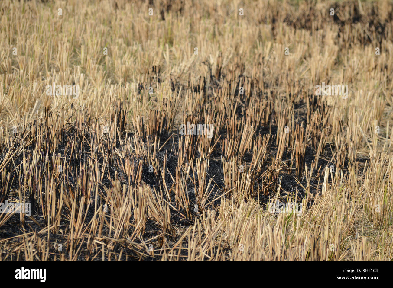 Burnt agricultural field Stock Photo - Alamy