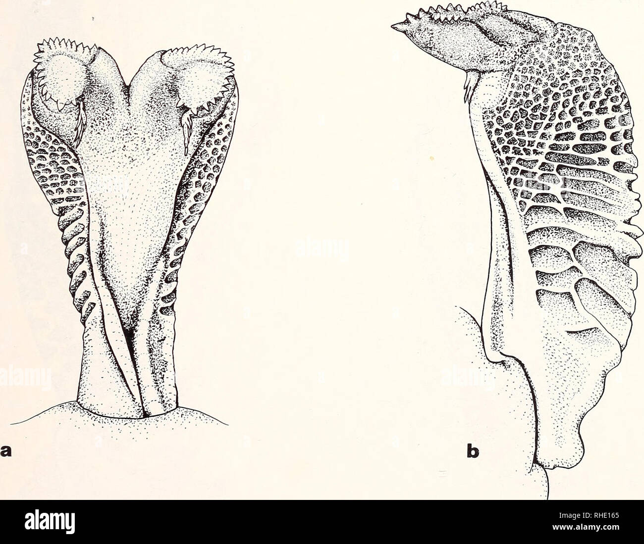 . Bonner zoologische Monographien. Zoology. 27 Chamaeleo mlanjensis ...