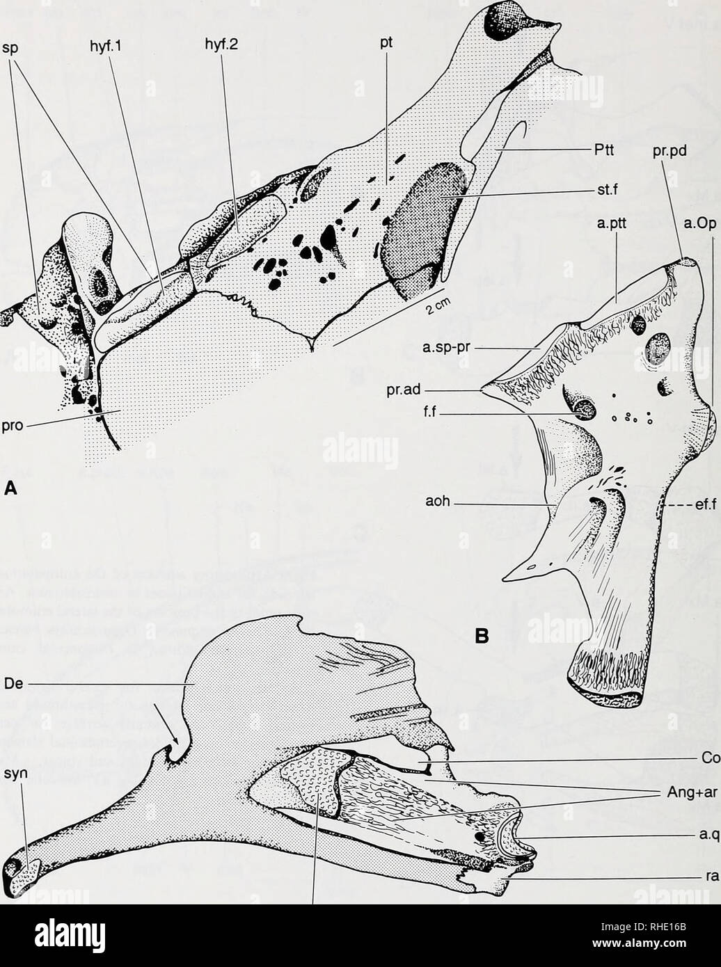 Anterior and posterior points of view hi-res stock photography and ...
