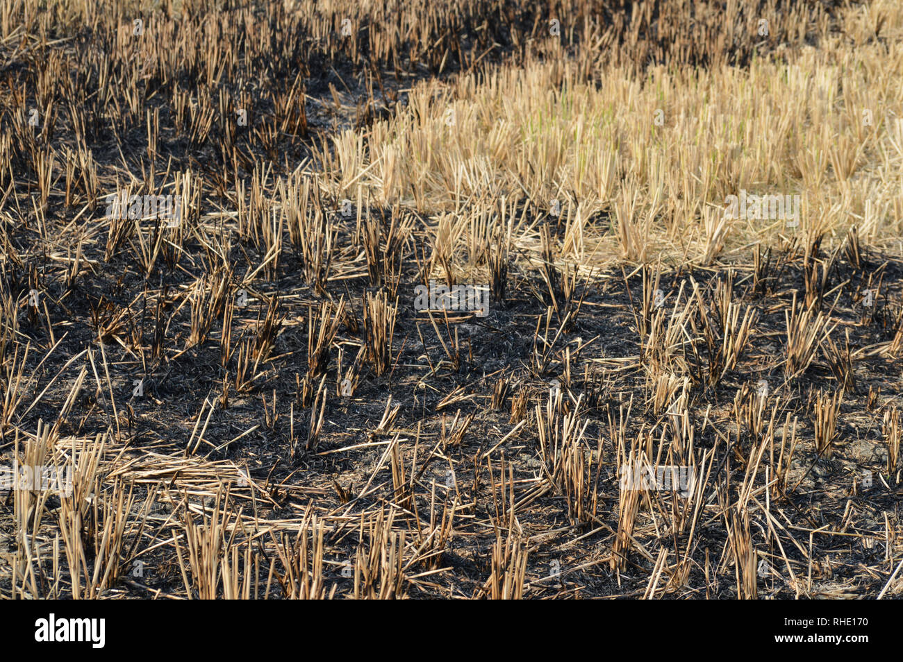 Burnt agricultural field Stock Photo - Alamy