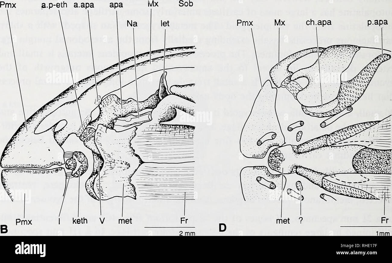 . Bonner zoologische Monographien. Zoology. Fig.5: Relationships of the ...