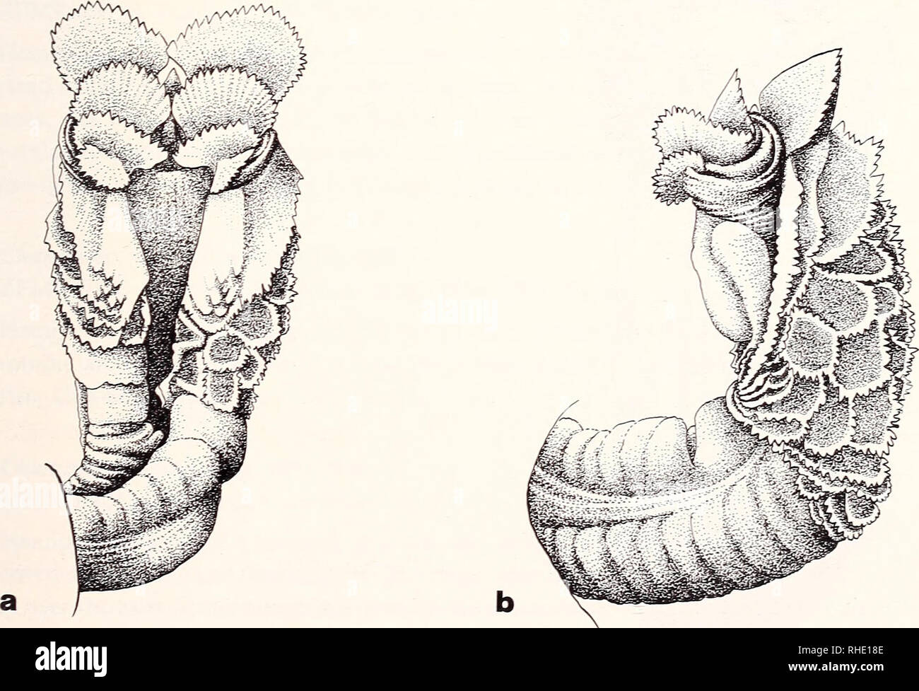 C zeylanicus hi-res stock photography and images - Alamy