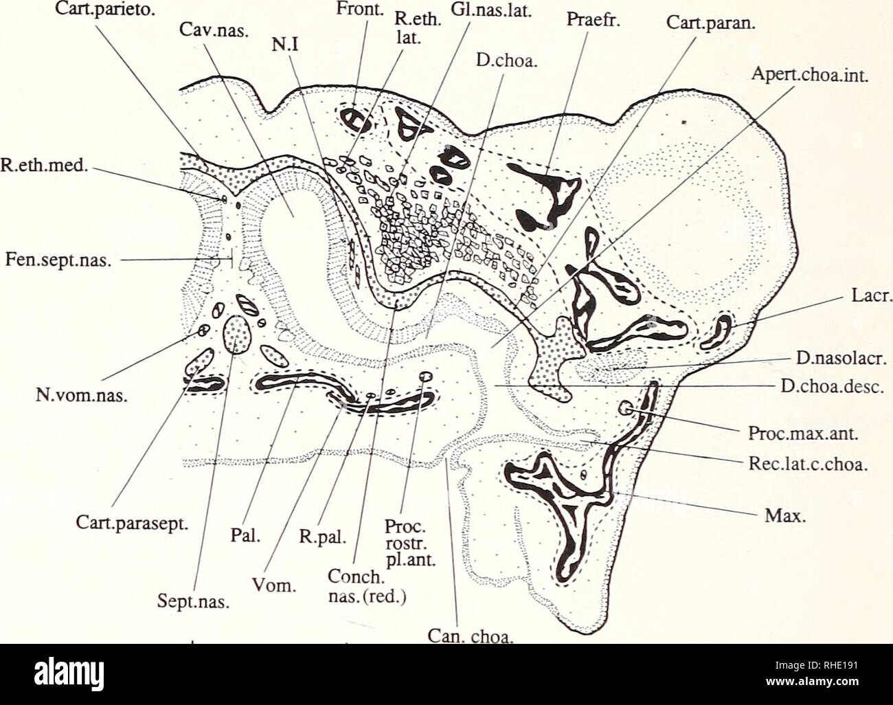 Concha nasalis hi-res stock photography and images - Alamy