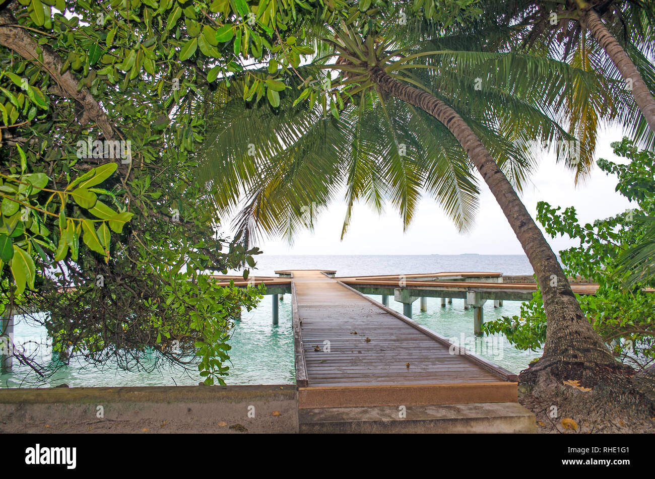island of Maldives of Fihalhohi beautiful landscape of a palm tree and ...