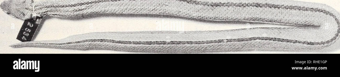 . Bonner zoologische Monographien. Zoology. 49. Fig. 17: A female ...