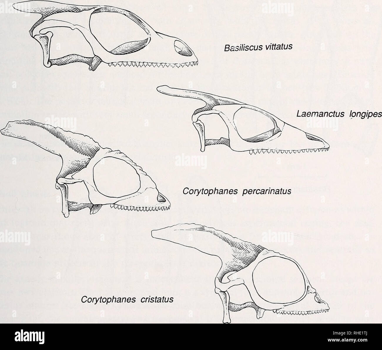 Morphologies zoology hi-res stock photography and images - Alamy