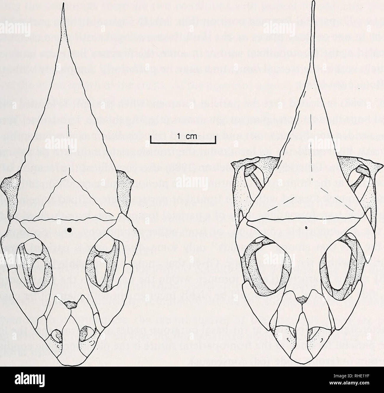 Posteromedial hi-res stock photography and images - Alamy