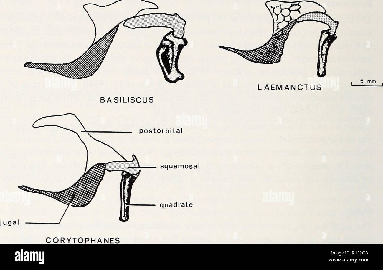 P equestris hi-res stock photography and images - Alamy