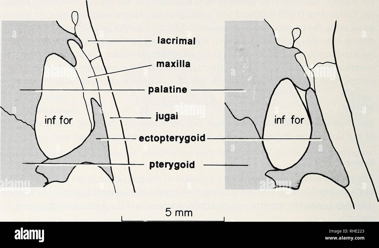 Infraorbital foramen hi-res stock photography and images - Alamy