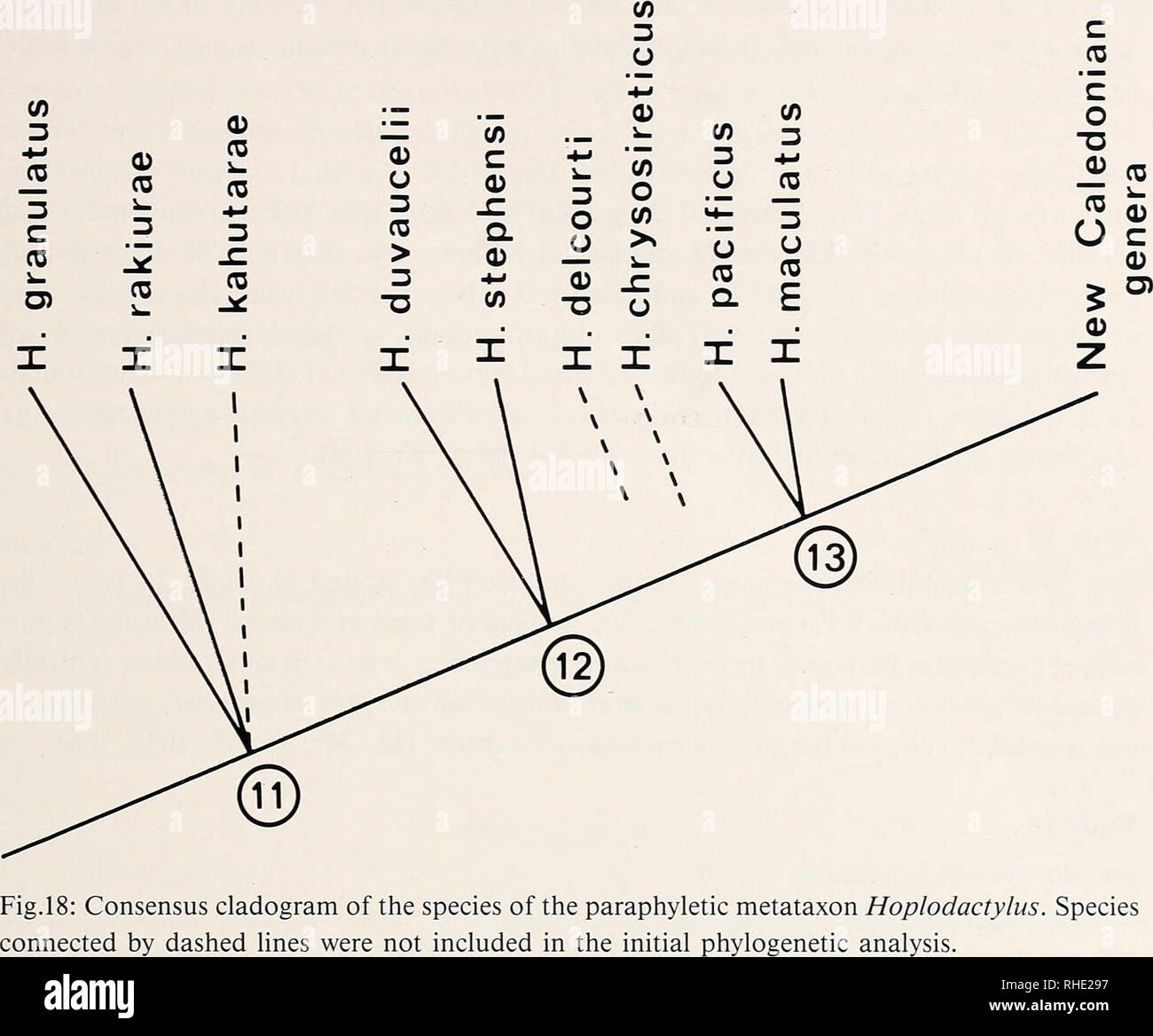 . Bonner zoologische Monographien. Zoology. 71. Node 11 The taxa united ...