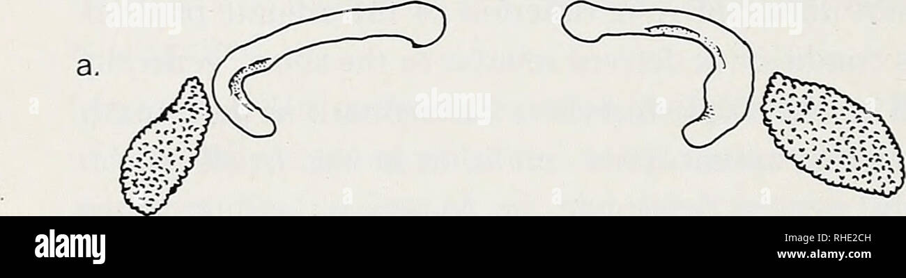 Apomorphic hi-res stock photography and images - Alamy