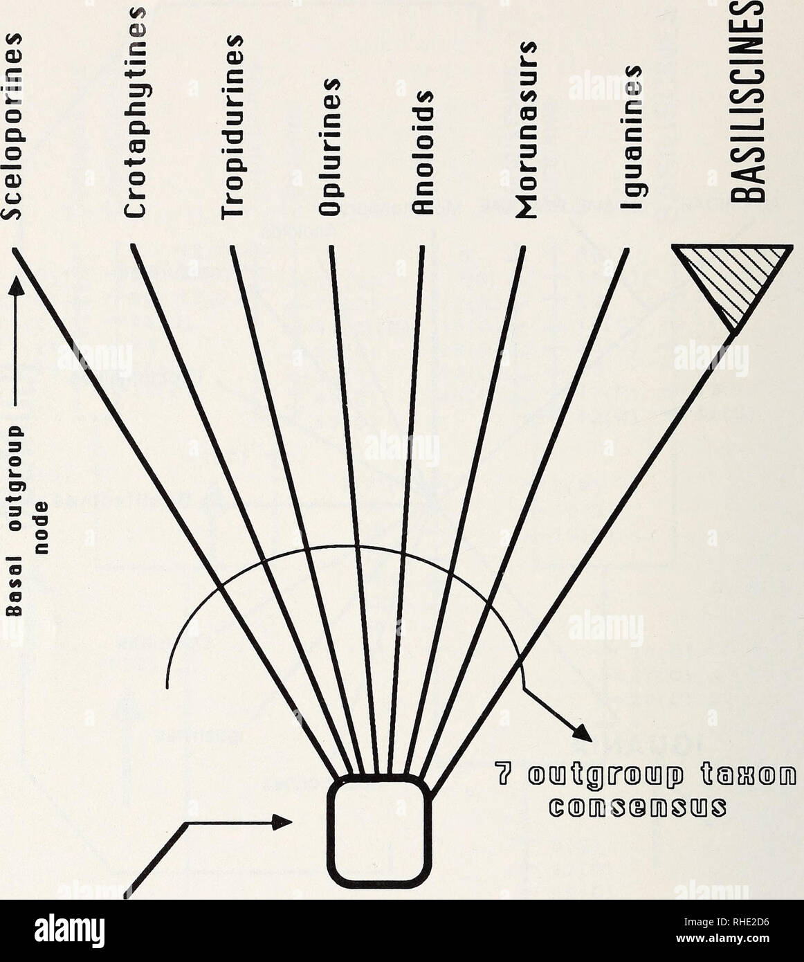 Arboreality hi-res stock photography and images - Alamy