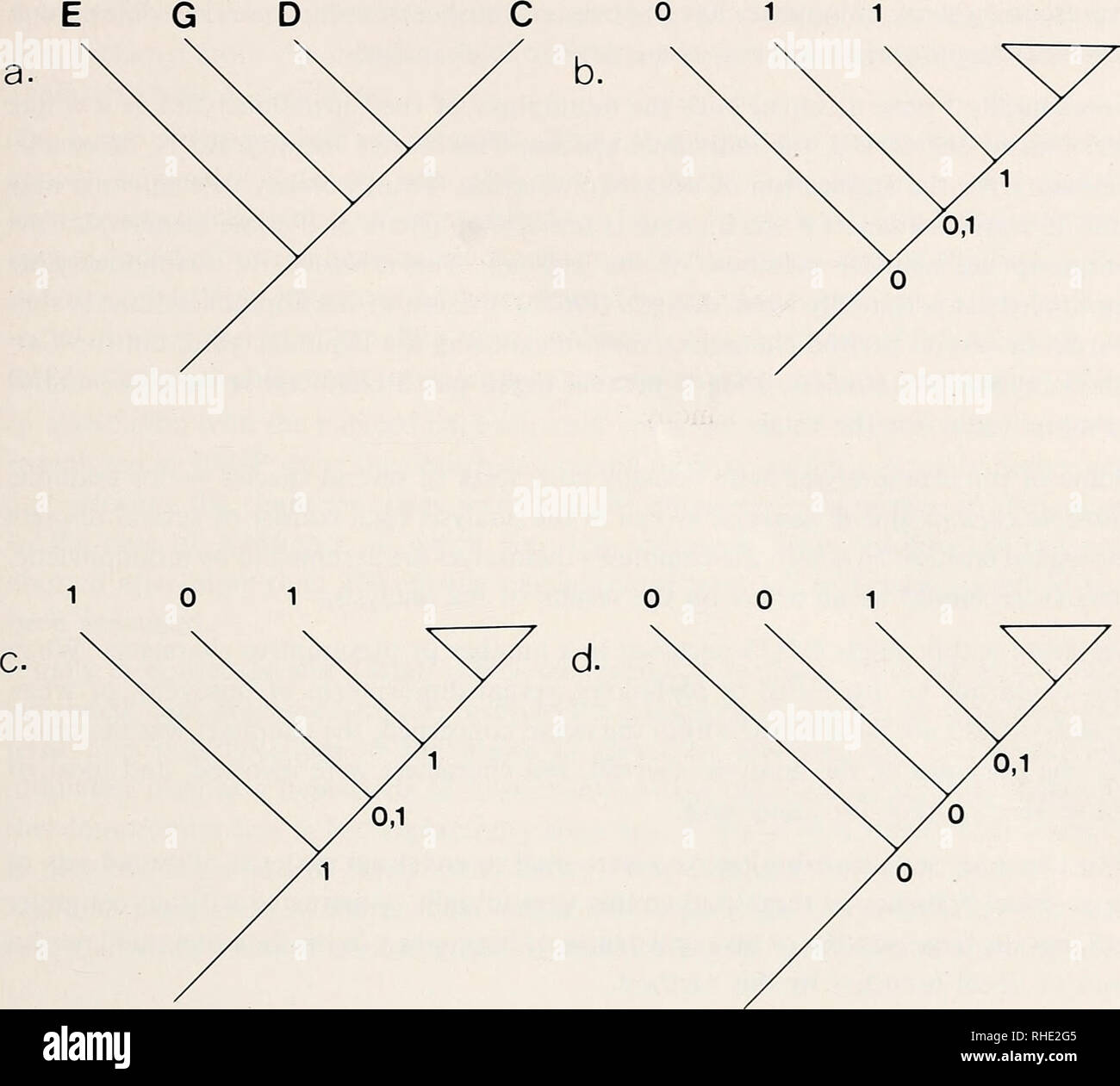 Cladogram hi-res stock photography and images - Alamy